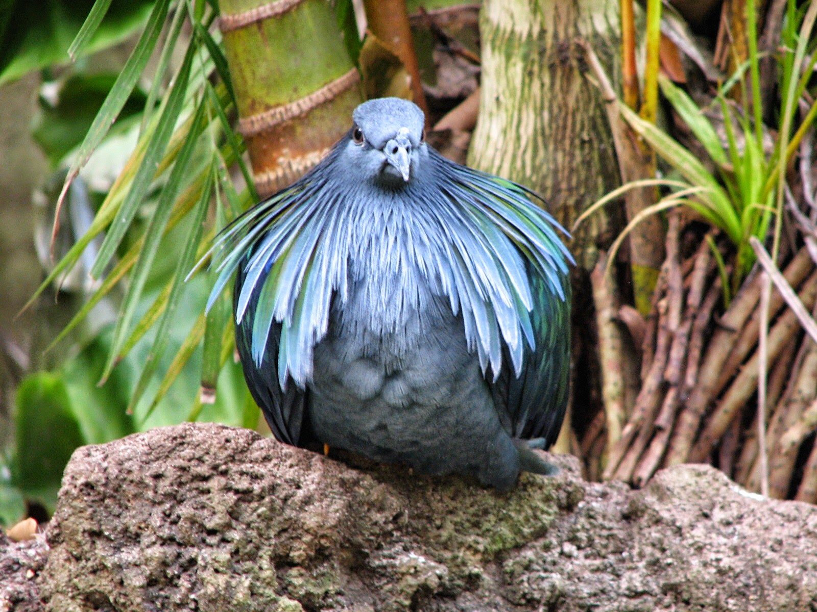 NICOBAR PIGEON photos - wallpapers | the fun bank