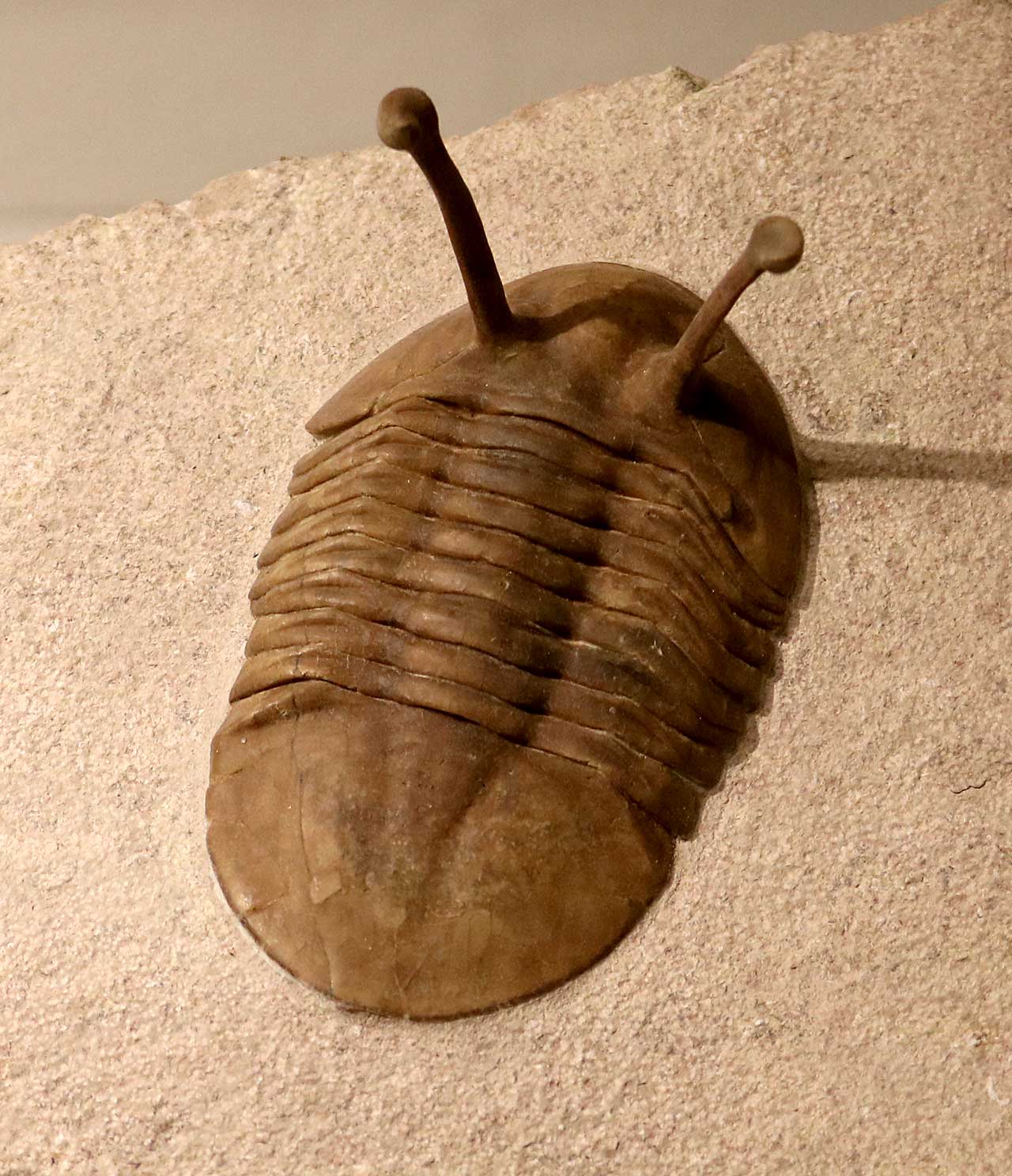 Louisville Fossils and Beyond: Asaphus Trilobite Fossil Displayed at AMNH