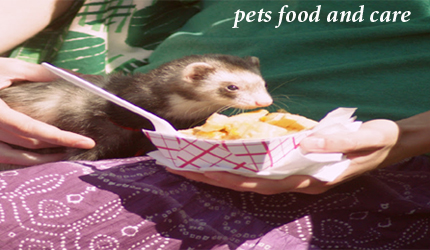 Pets Food And Care: Pets food and care - What kind of Foods Ferrets Eat