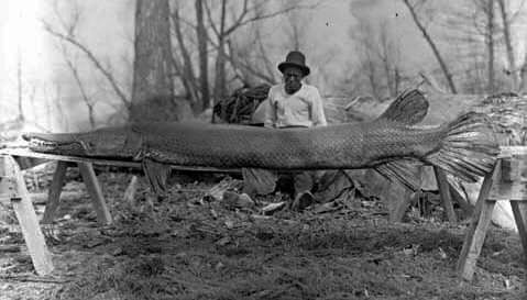 TYWKIWDBI ("Tai-Wiki-Widbee"): Alligator gar