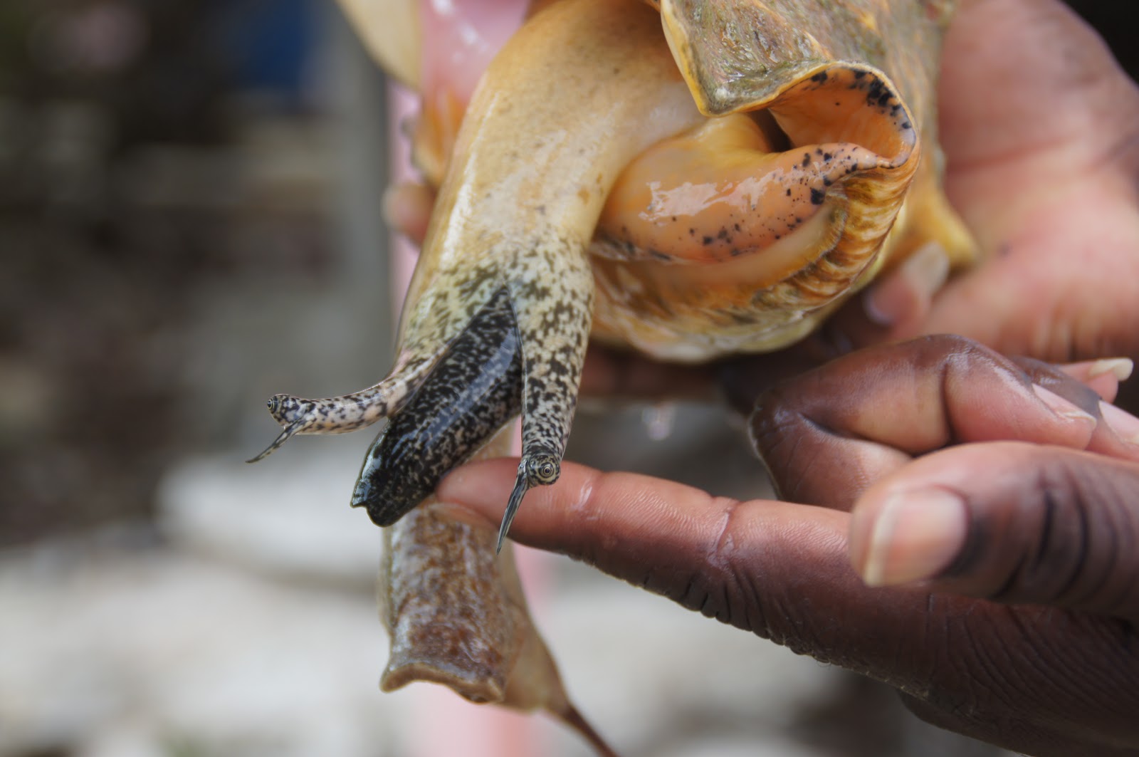 Extraordinary Stories From An Ordinary Guy: The "Farmin' the Conch" Story