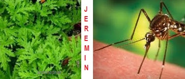 Anim Agro Technology: POKOK JEREMIN - HALAU NYAMOK