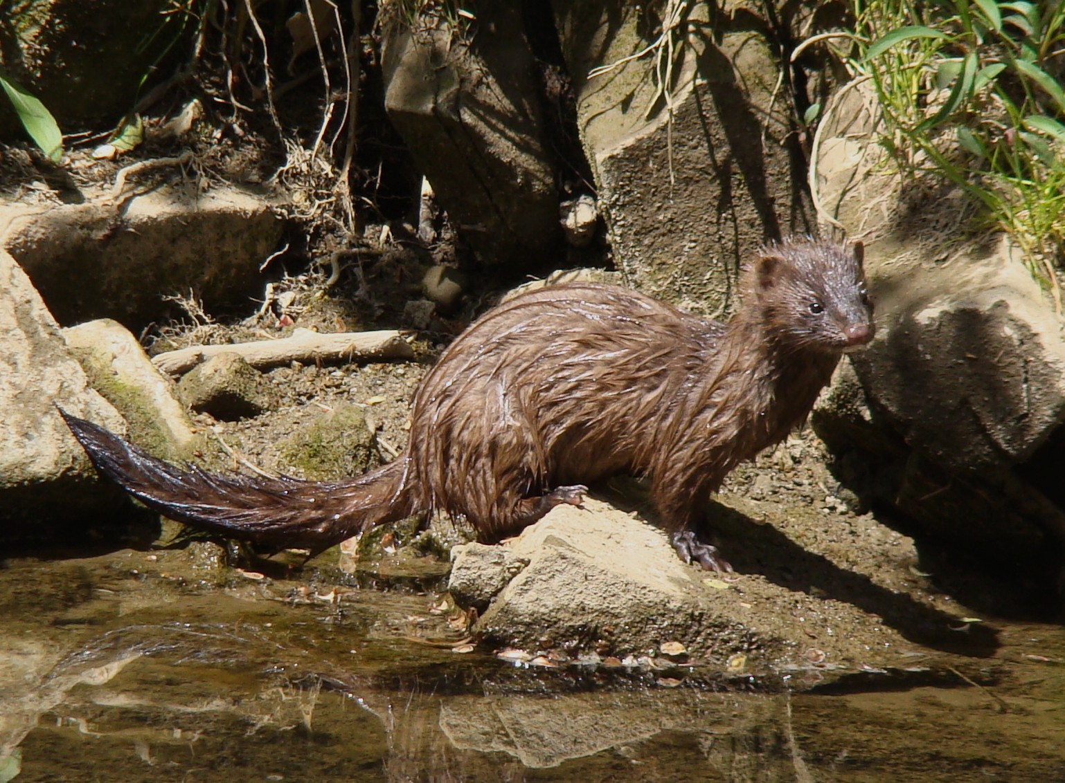 Ohio Birds and Biodiversity: Mink: long, low, and slinky