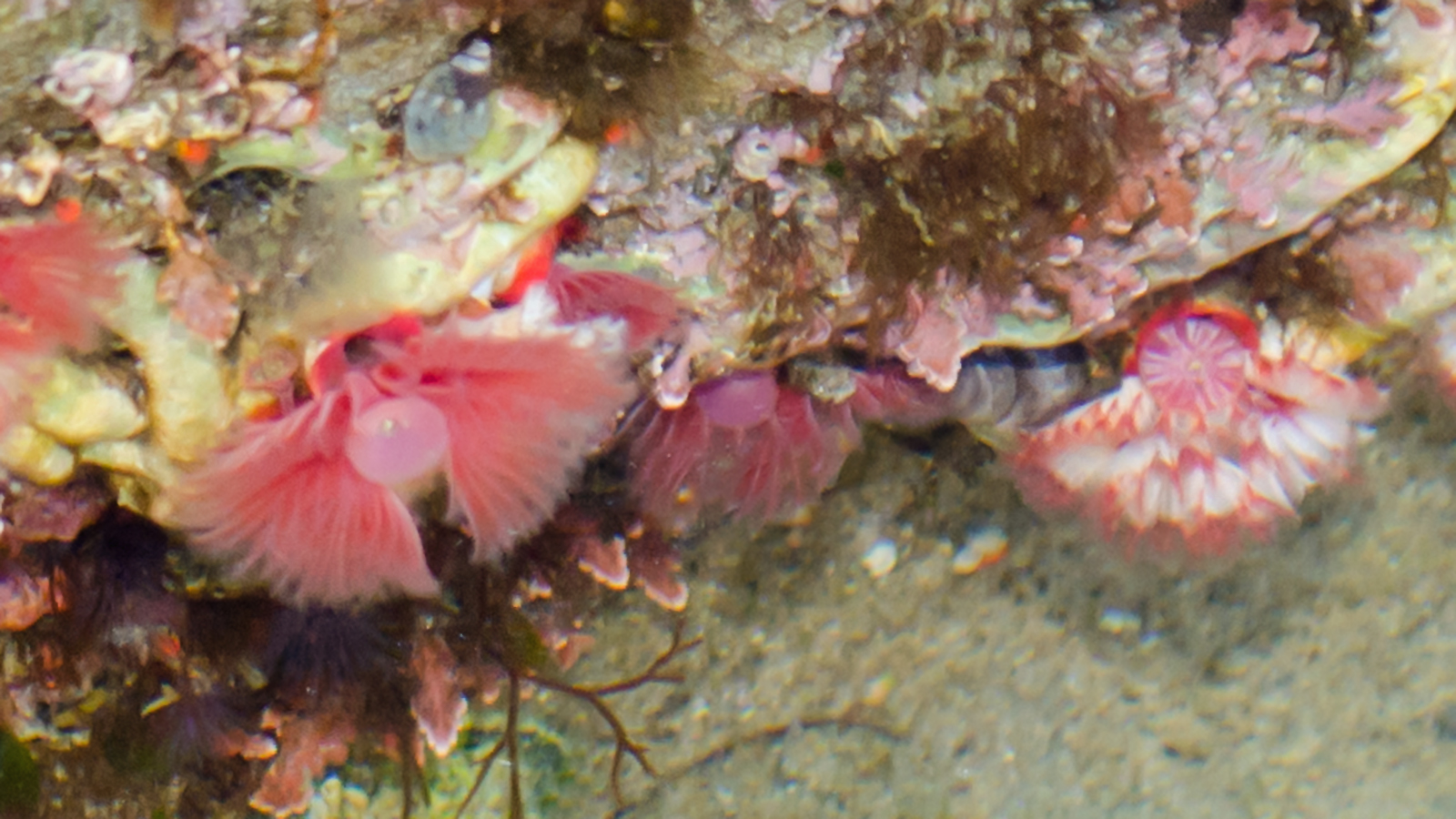 Wanderin' Weeta (With Waterfowl and Weeds): Just worms. Beautiful worms.
