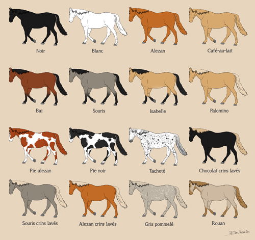 LES ROBES DU CHEVAL: - Soigneur d'équidés