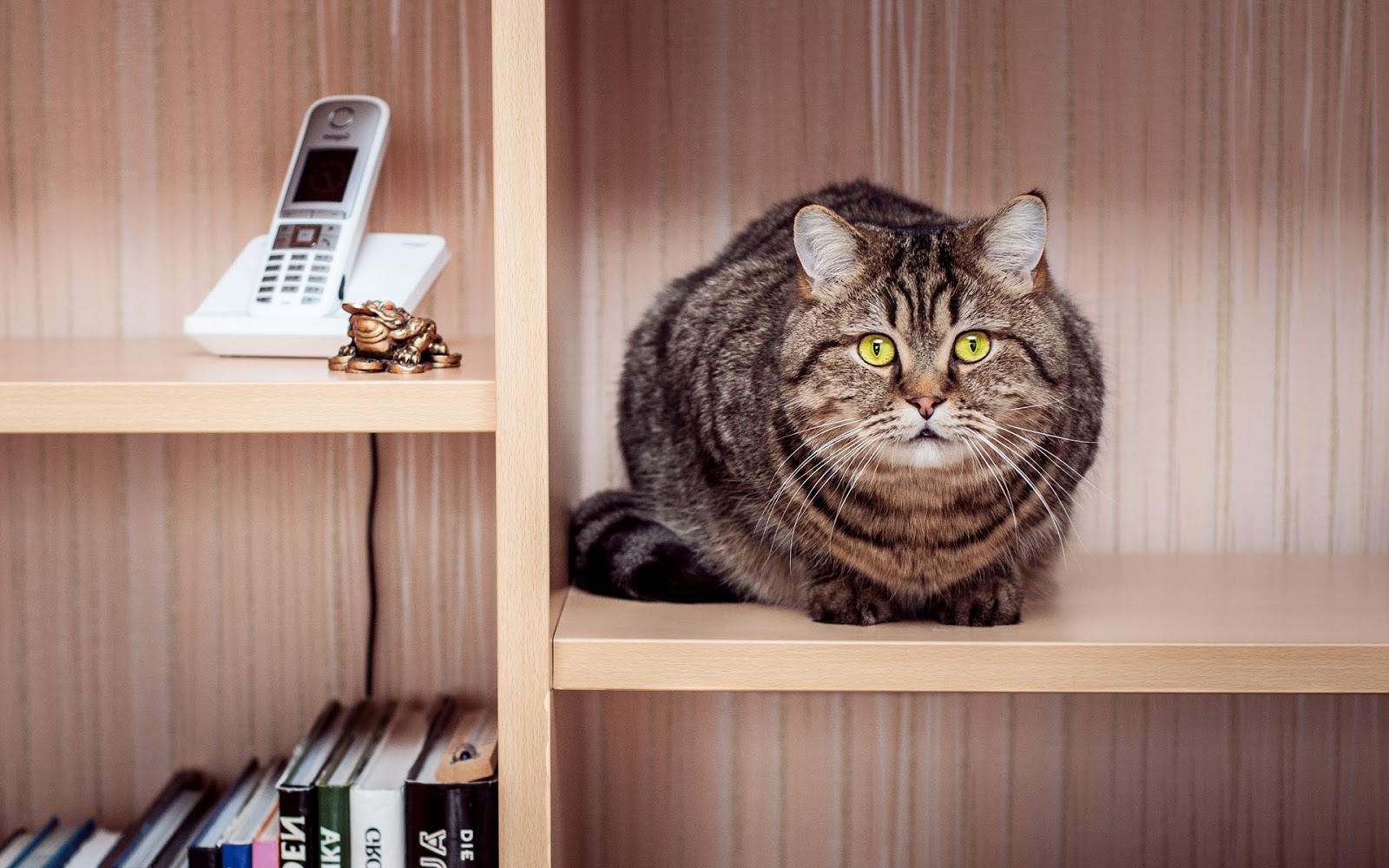 Katten wallpapers (katten foto's)