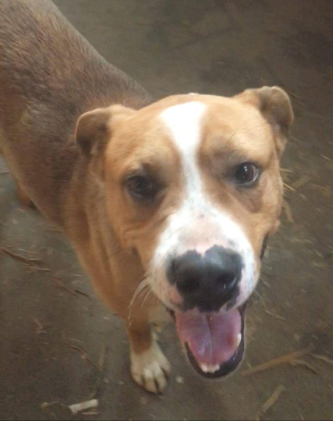 Cappy's Story: Cappy the dog