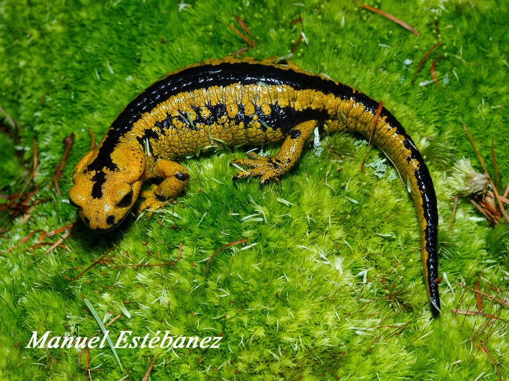 Miradas Cantábricas: Salamandra salamandra bernardezi