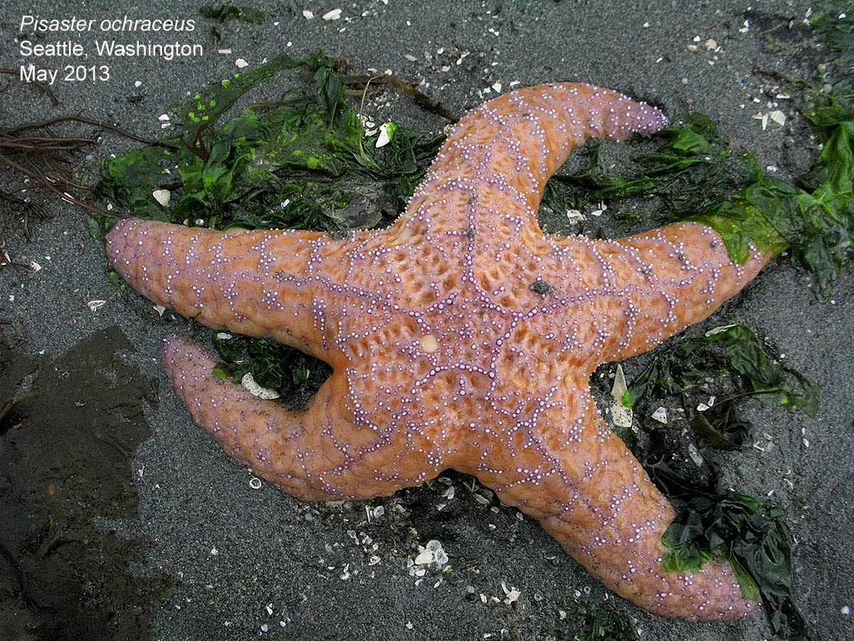 Intertidal Zone Starfish