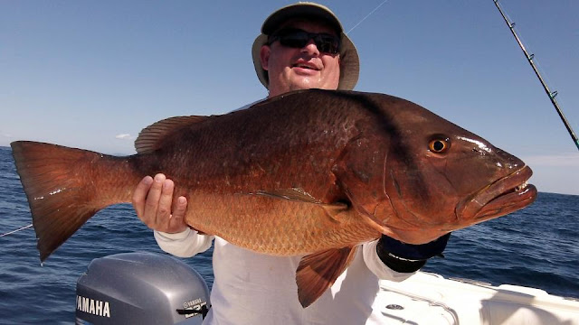 Cubera Snapper