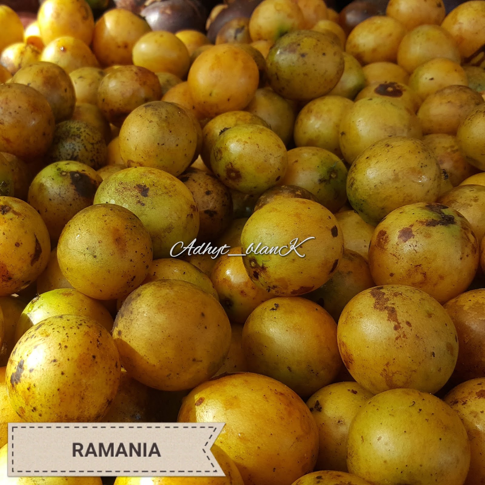 "Exotic Fruits of Borneo": Seeds for Sale