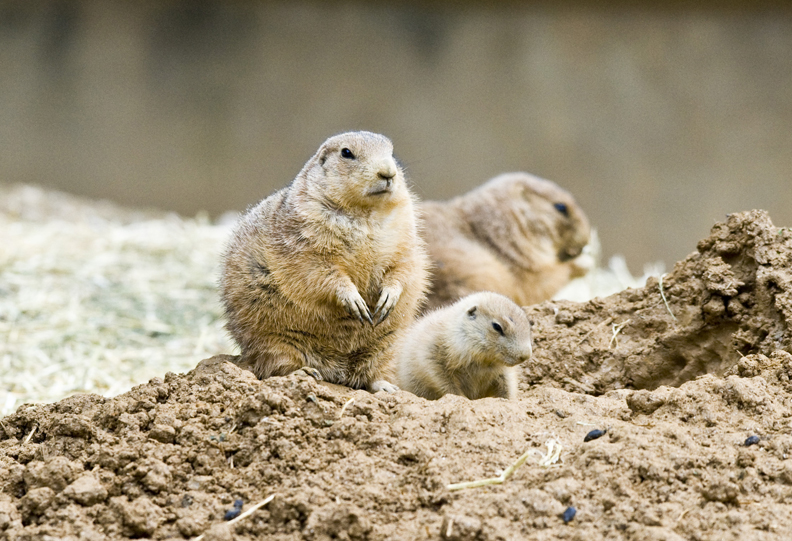 Prairie Dogs: Natural and Artificial Habitat