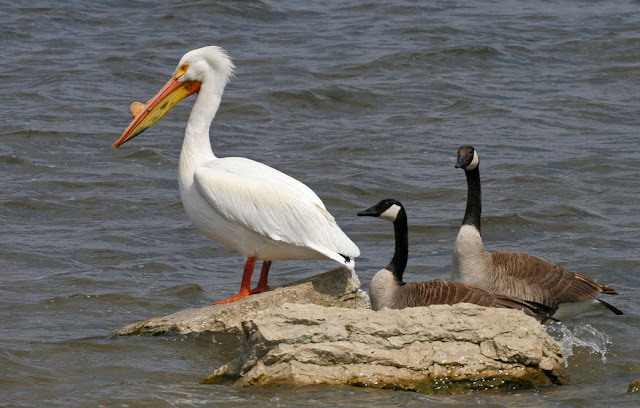 Pelican | The Biggest Animals Kingdom