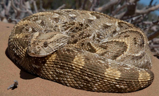 isiNdebele for beginners. Northern Ndebele language in Africa: Asking ...