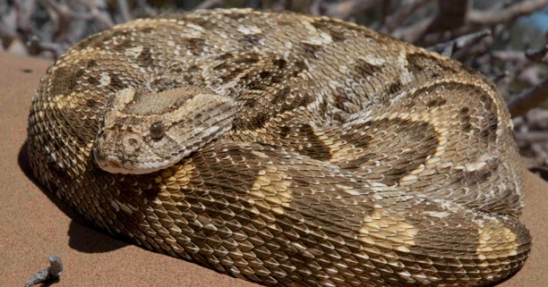 isiNdebele for beginners. Northern Ndebele language in Africa: Asking ...