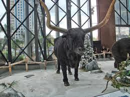 Lusitaniae Castrum: Auroque - O boi pré-histórico