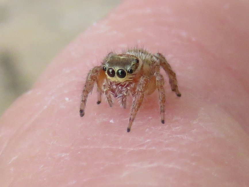 BugBlog: Salticidae: Jumping spiders