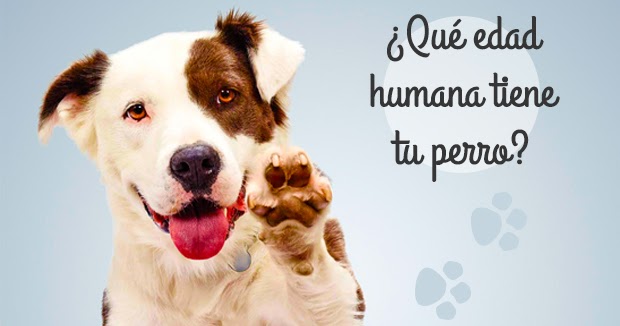 Averigua la edad humana de tu perro con esta tabla