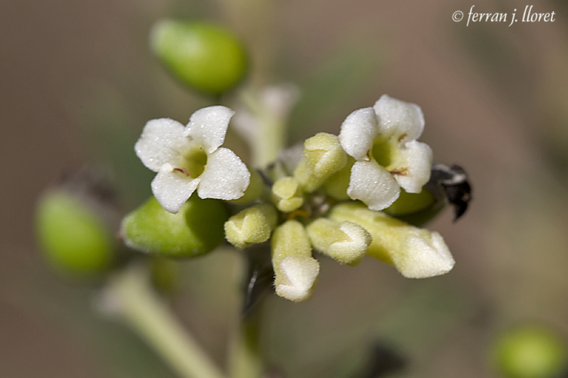 Flora de la Ribera d'Ebre: Matapoll
