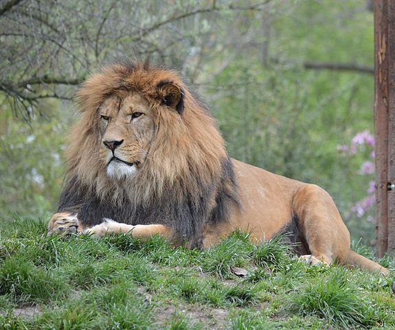 Animal Images: Barbary Lion Images (Extinct)
