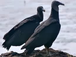 EL GALLINAZO DEL DILUVIO- CUENTO-