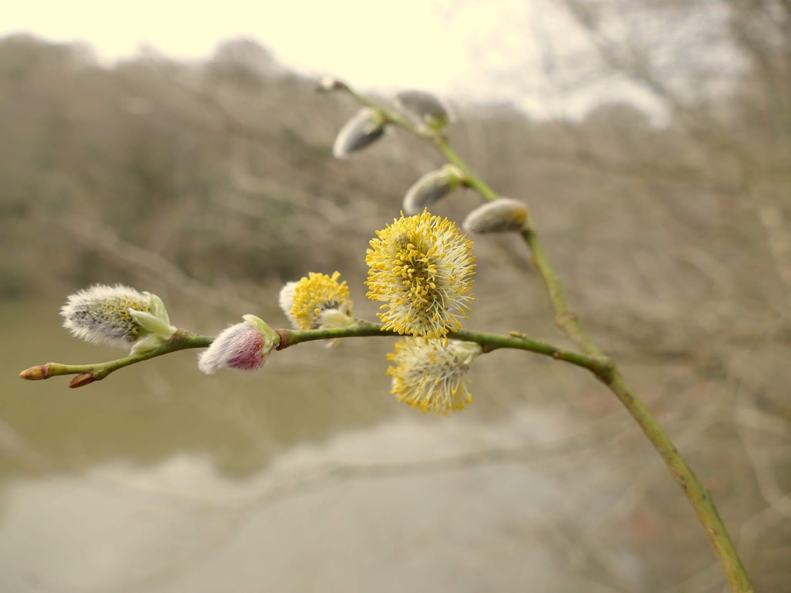 Peter Lovett's ramblings : Purple Alder buds and male willow flowers ...