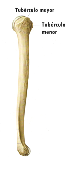 ANATOMIA 5 & 6: PROMINENCIAS OSEAS - 2º BACH A y B