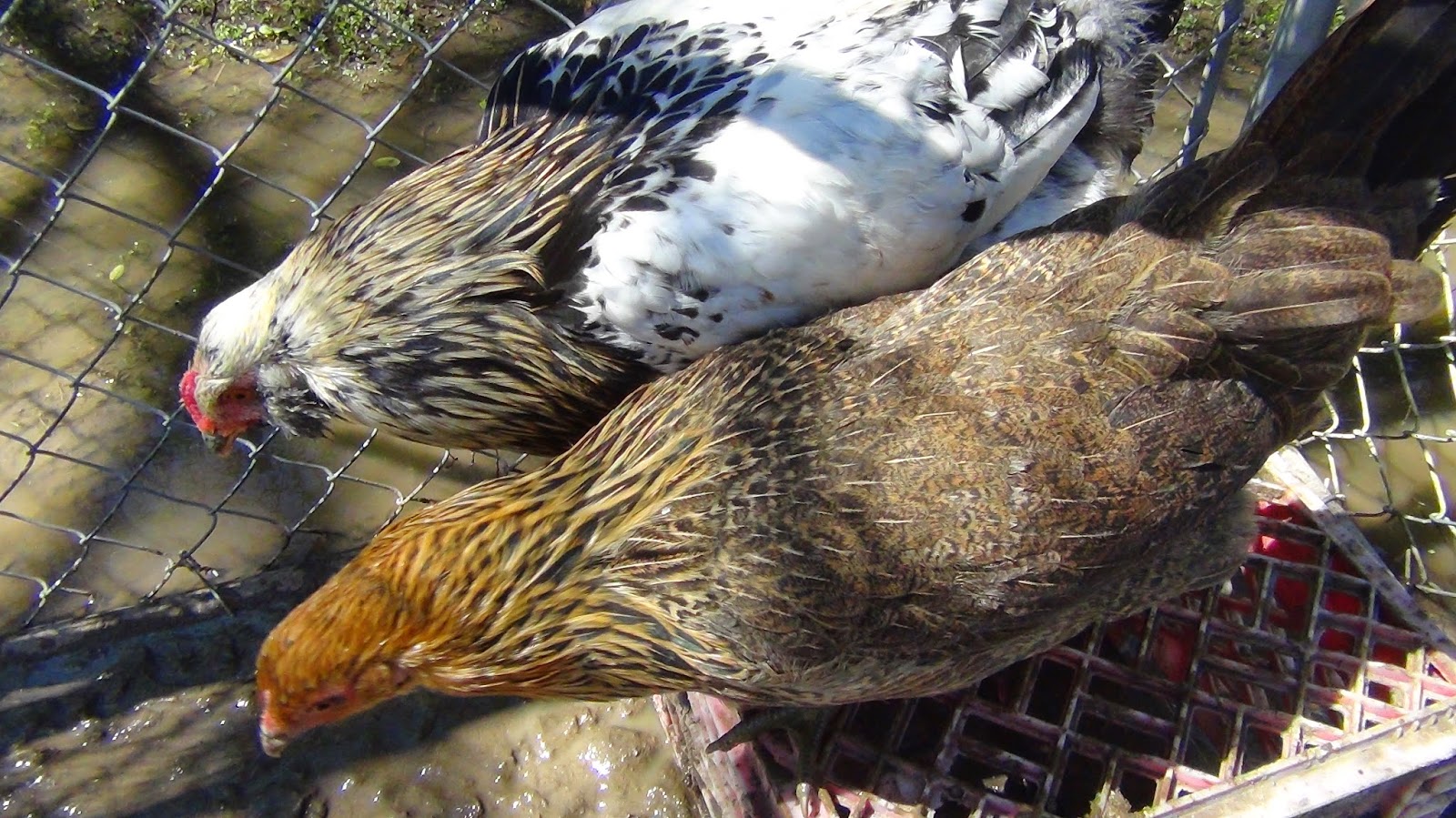 Homestead Houston: Identifying Roosters in Young Chicks