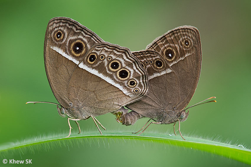 Butterflies of Singapore: Life History of the Dark Brand Bush Brown