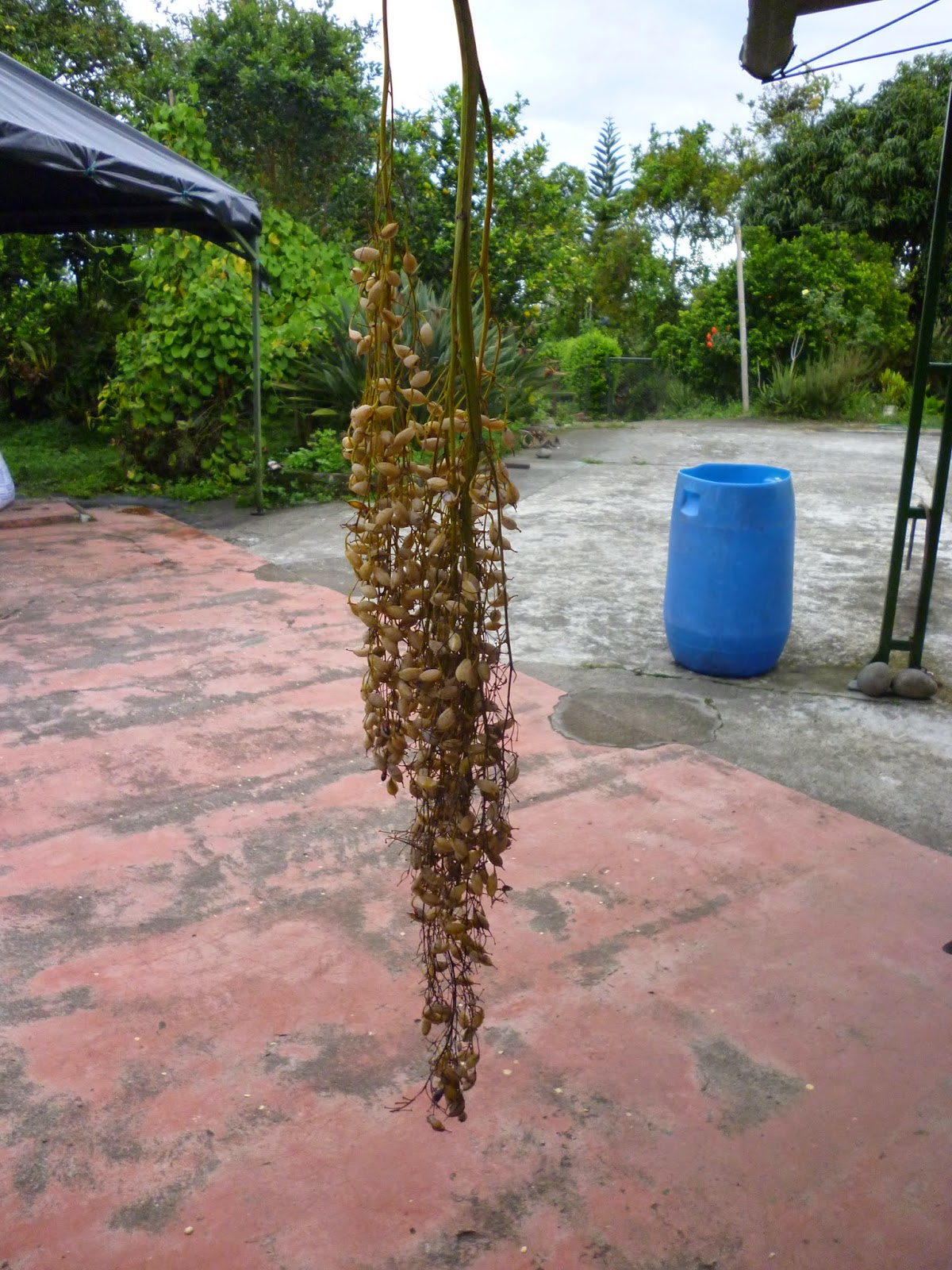 propagación del árbol trompeto (Bocconia frutescens)