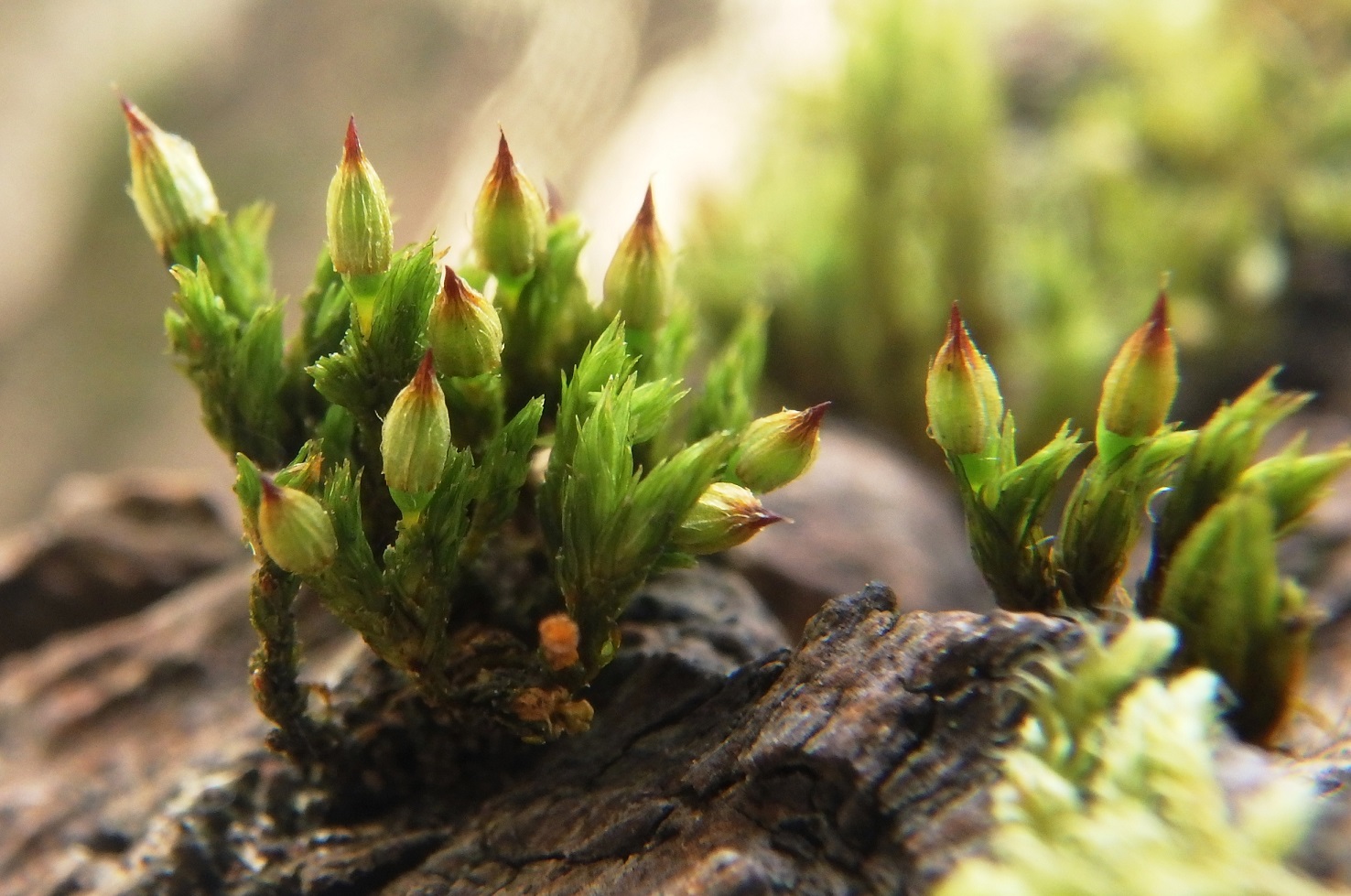 Oxfordshire Botany: Hinksey Heights Bryophytes