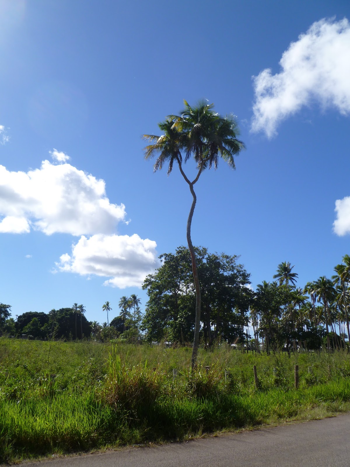 Tales from a Caffeinated Weka: Tiki tour of Nuku‘alofa