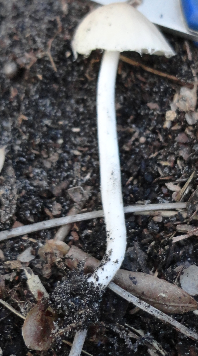 Journey to Natural: White Dunce Cap (Conocybe lactea)