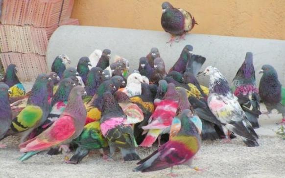 Mis amigas las palomas: Fotos palomas pintadas para carreras/competiciones