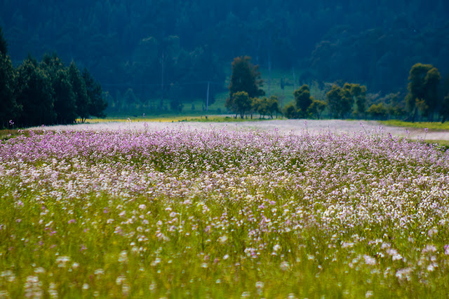 Bogotá...olor a tierra mojada y a pasto tierno. / Semillas de Acacia