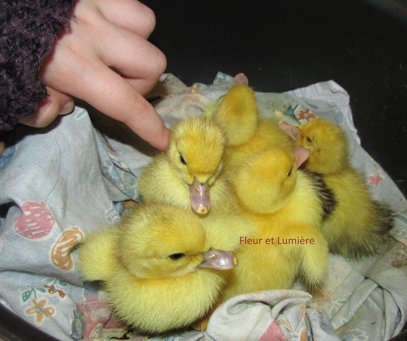Fleur et Lumière: Des petits canetons de 1 jour! Ils chantent déjà bien ...