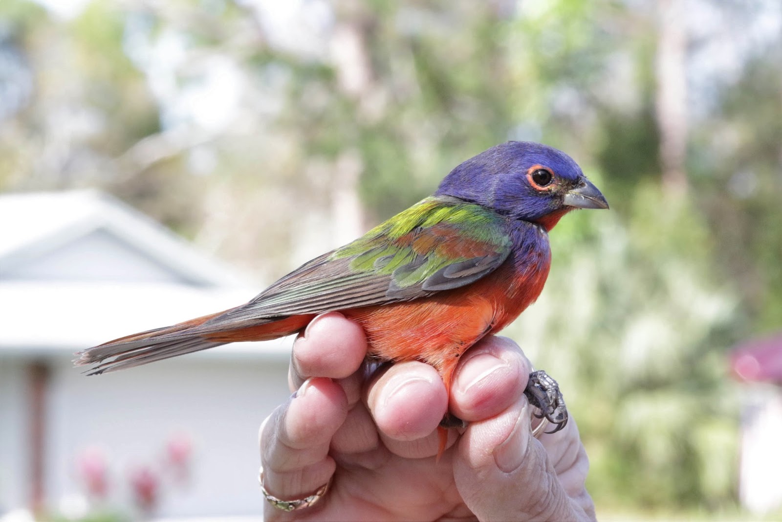 Bird Banding: Learning From Birds In-hand: January 15 & 16, 2018