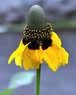 Jom Tanam Bunga: Bunga Aneh Binti Pelik