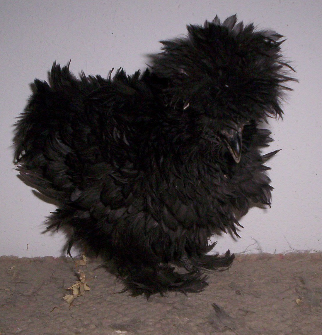 Black Frizzle Chicken : Frizzle Chicken Breed Profile - The Gorgeous ...