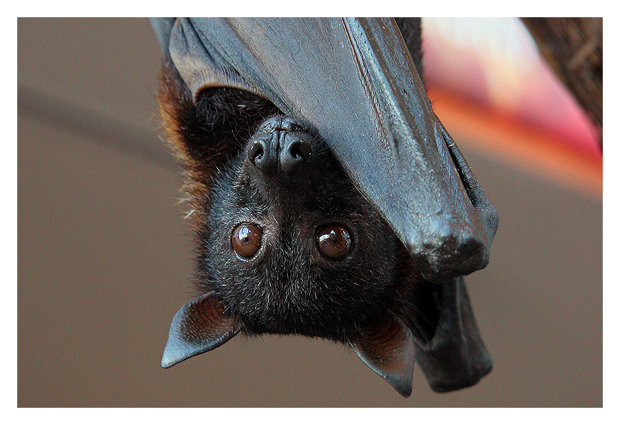 Flying Fox-Malayan