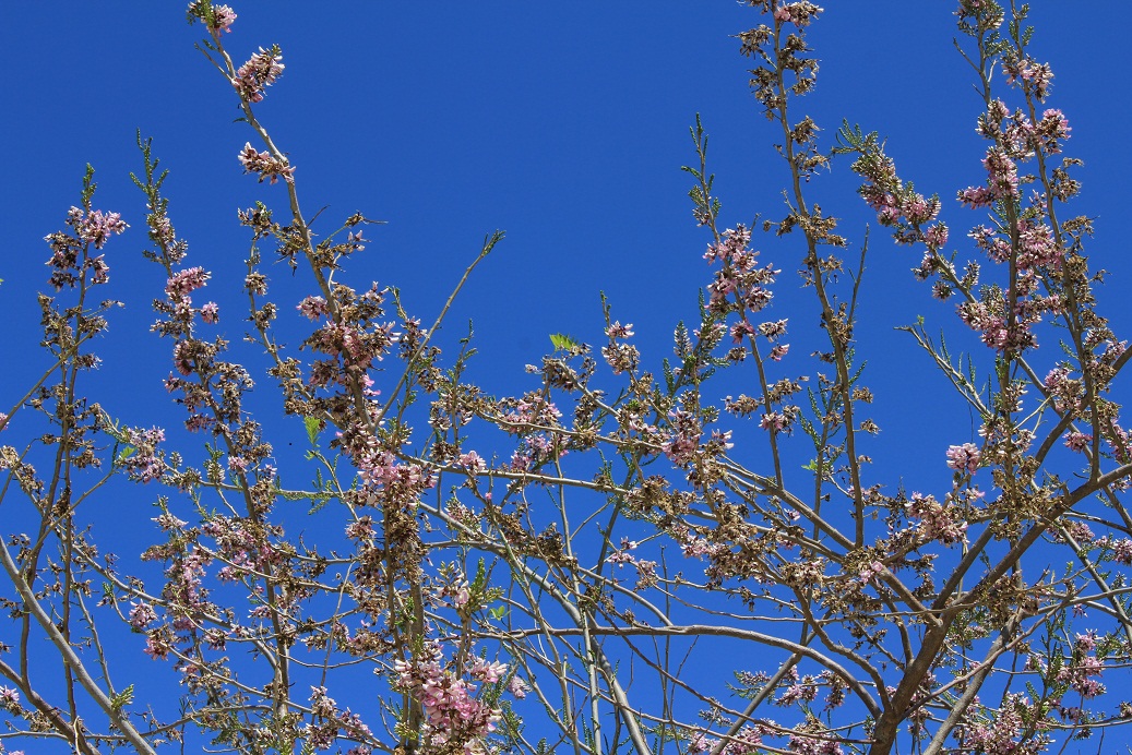 Keindahan Pohon Bunga Gamal | Artikel Pertanian