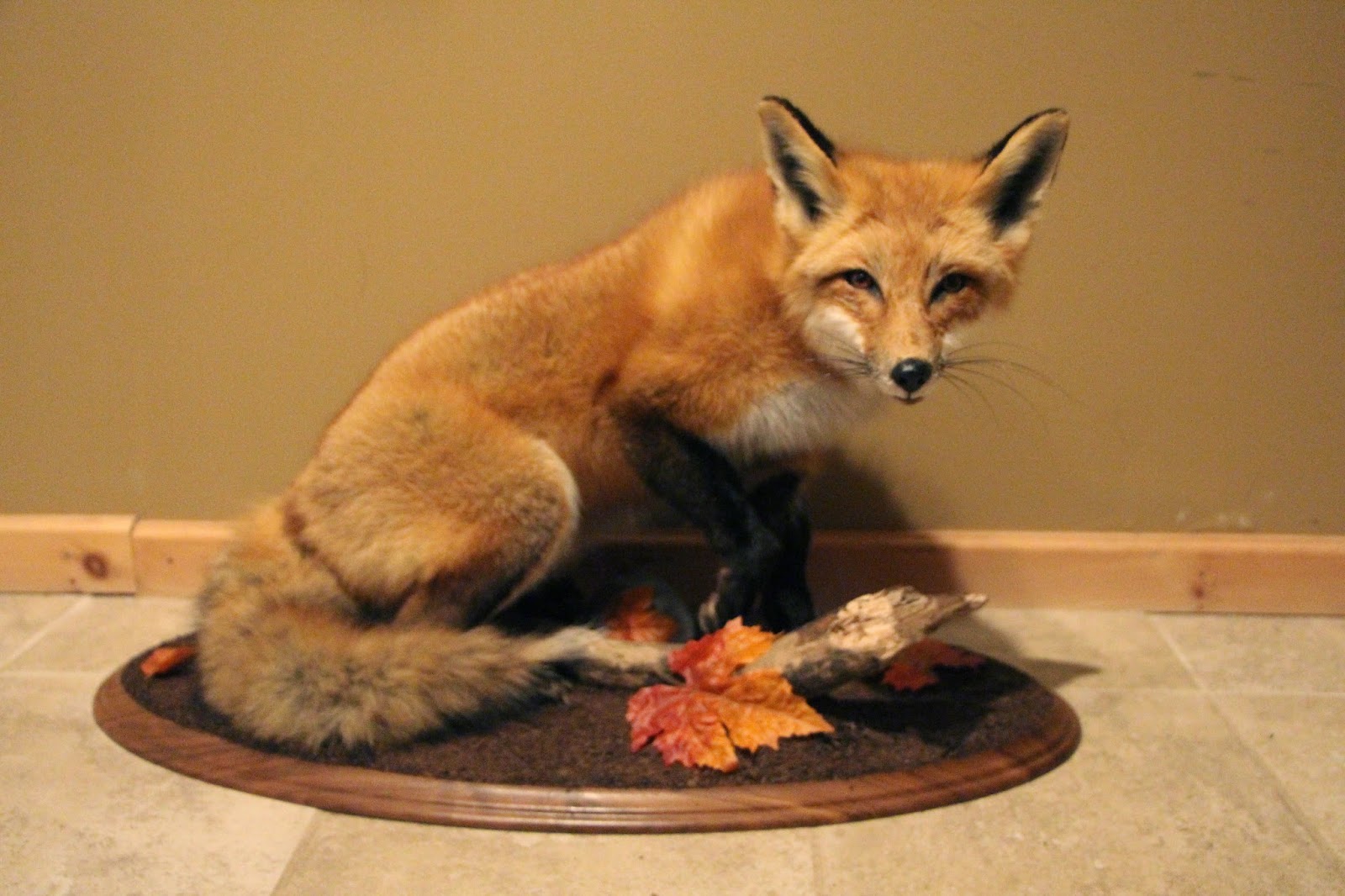 Saville Taxidermy: . Gallery