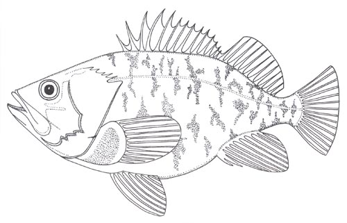 Blue Moon River: It’s back to the fish