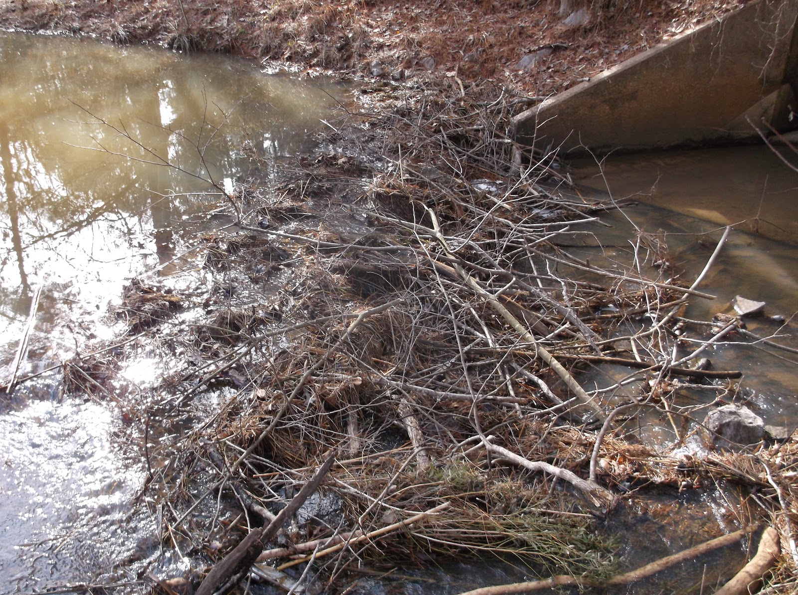 Fishing Through Life: Beaver Dams the Hidden Fishing Jewel