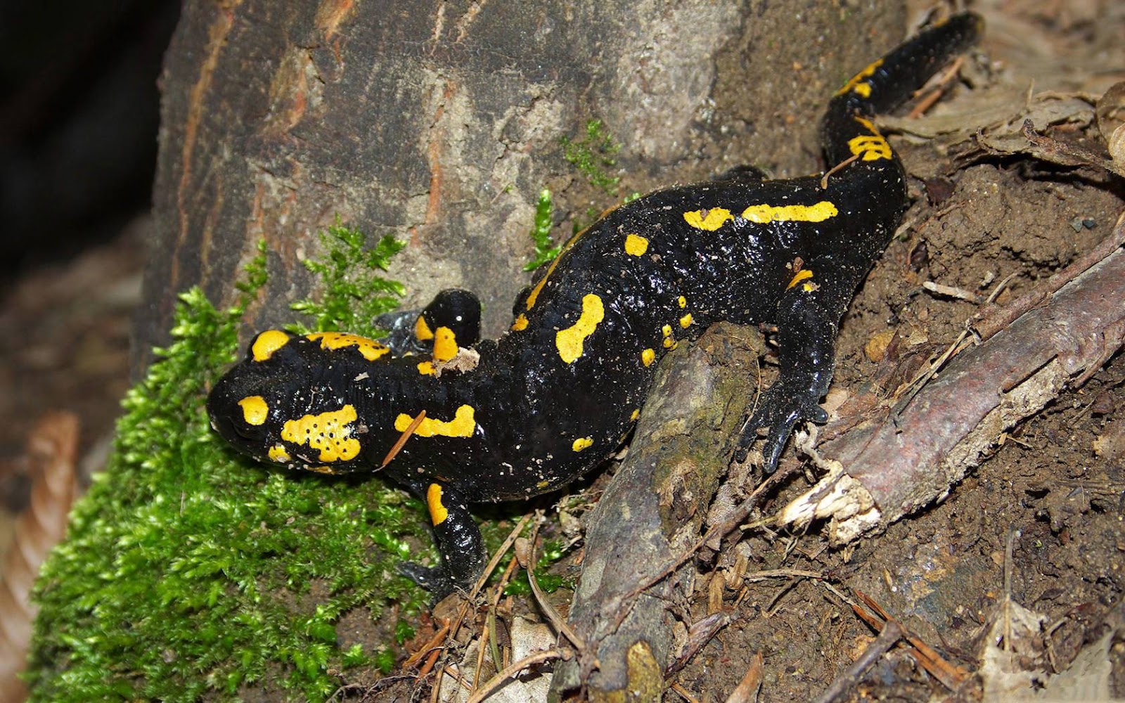 Black Lizard Wallpaper