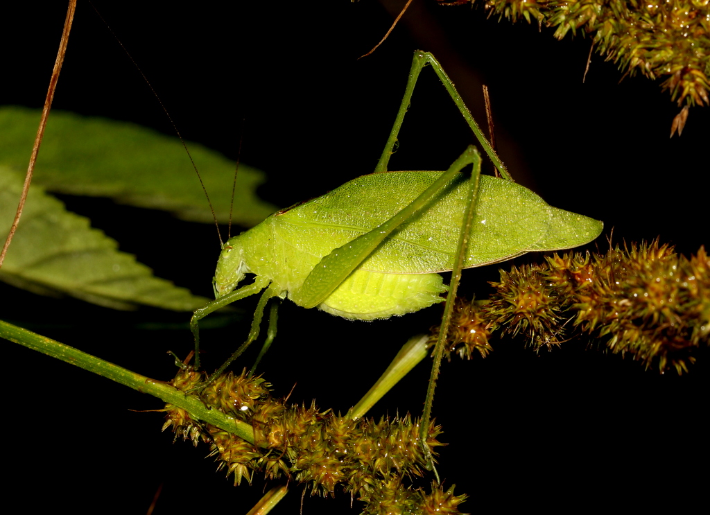 Listening in Nature: The Predatory Katydid