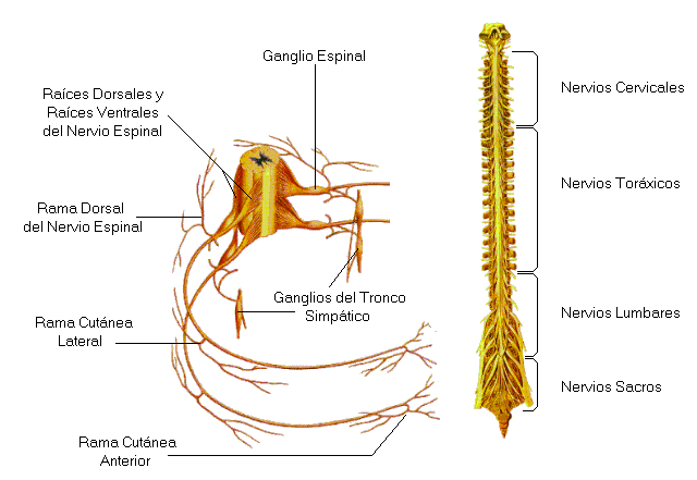 Fisiología: Patrones de actividad neuronal
