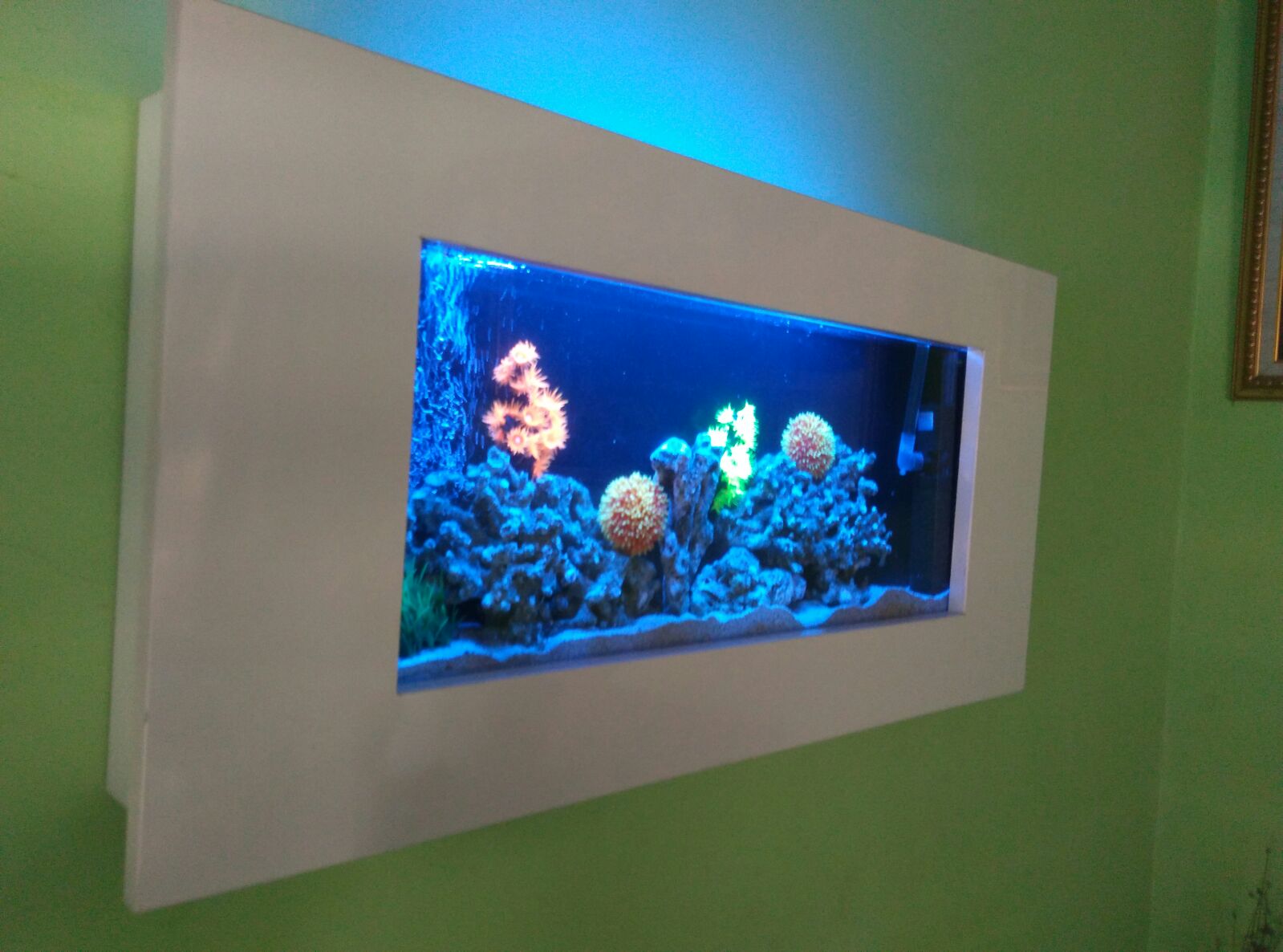 Aquarium solo: Aquarium Dinding