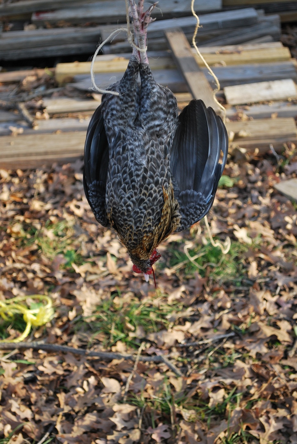 Garden Grove Cottage: Our First Butchered Chicken....