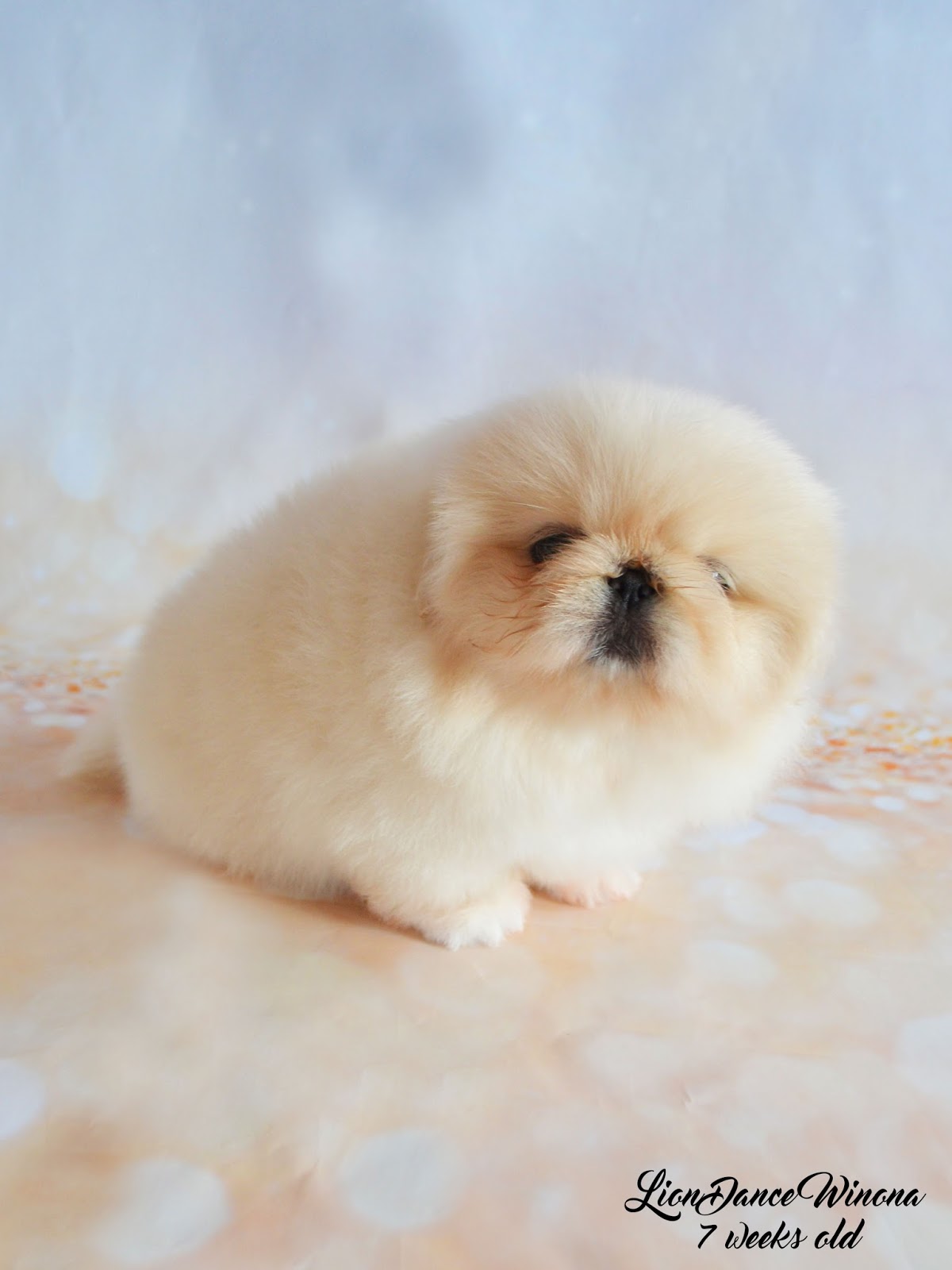 Cachorras de Pekinés - Pekingese Puppies Edi & Triana - Lion Dance ...